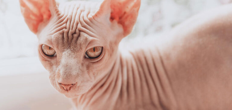 Pisica Sfinx - Tot ce trebuie să știi - Ghid complet - OrganiPets