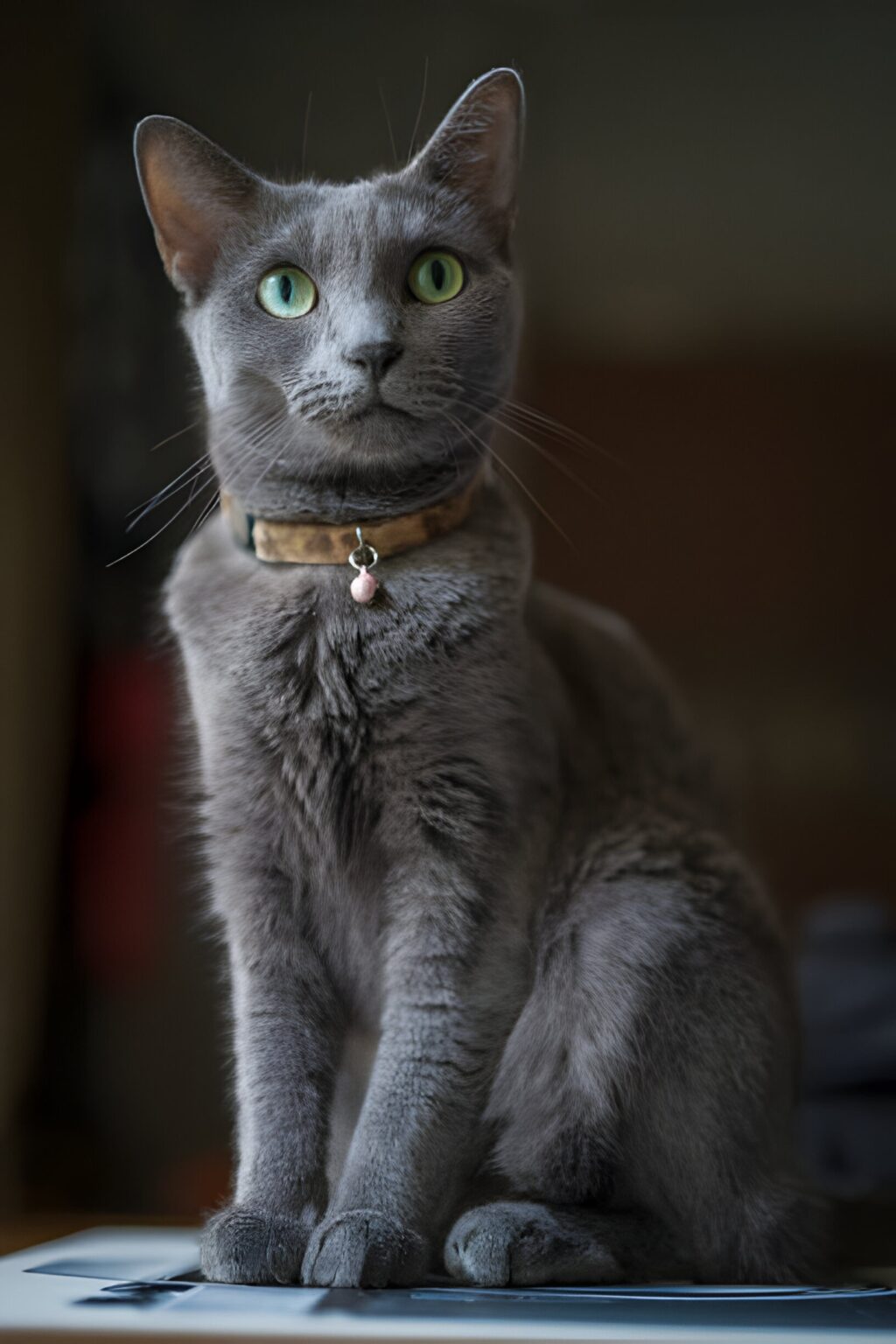 Rase De Pisici - Descoperă Cele Mai Populare Rase - OrganiPets